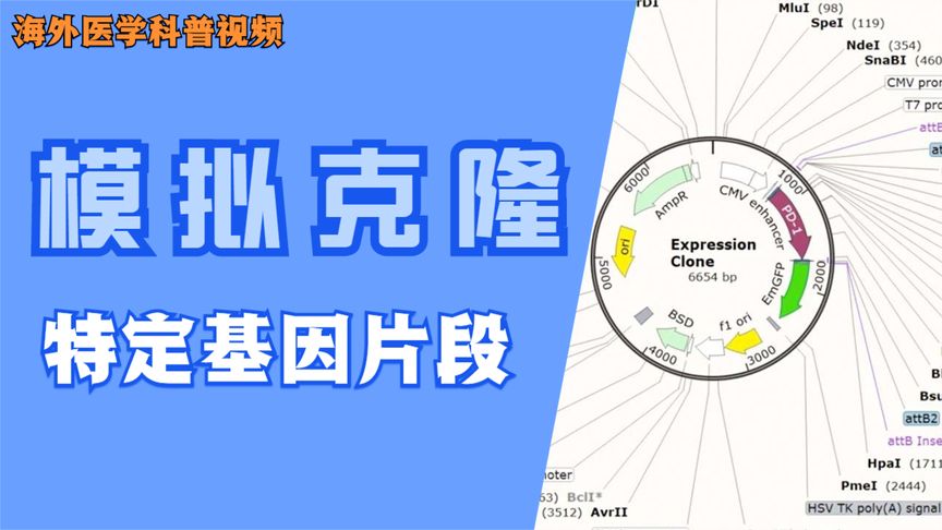 分子生物学软件引物设计,如何展示克隆生物体的特定基因片段