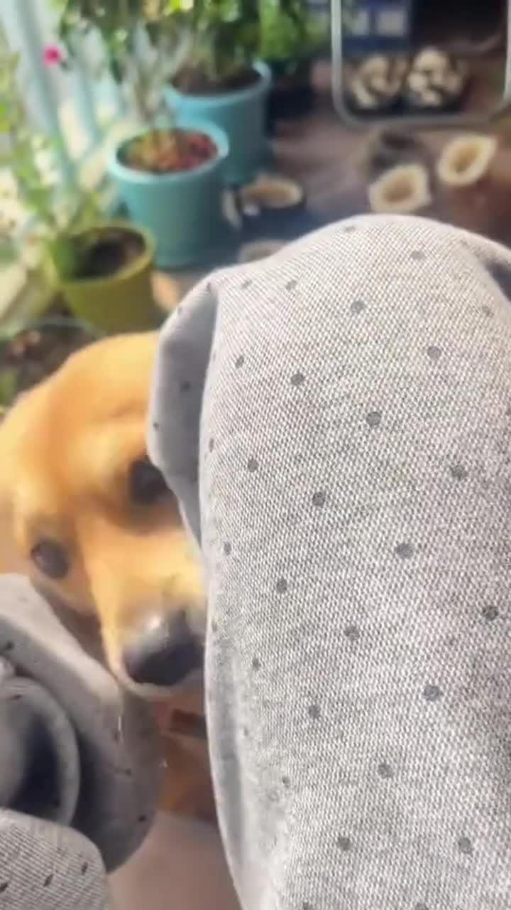 小狗的搞笑日常,满满笑点,让人捧腹不已!