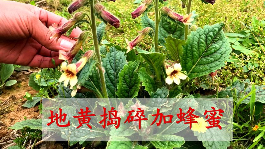 “地黄捣碎加蜂蜜”作用厉害了,它的好处看完视频就知道了