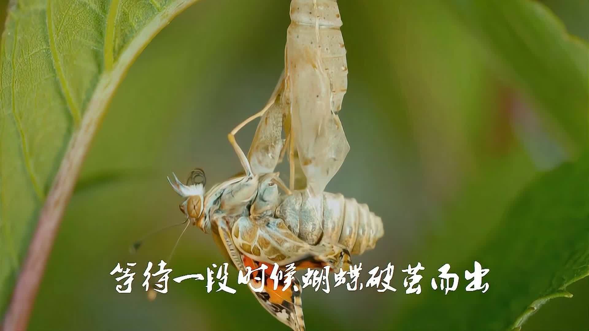 毛毛虫化茧,破茧成蝶的过程
