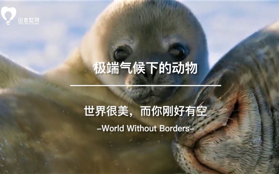 极端气候下的动物:南极气温首破20℃。北极熊淹死、企鹅自杀、海象...