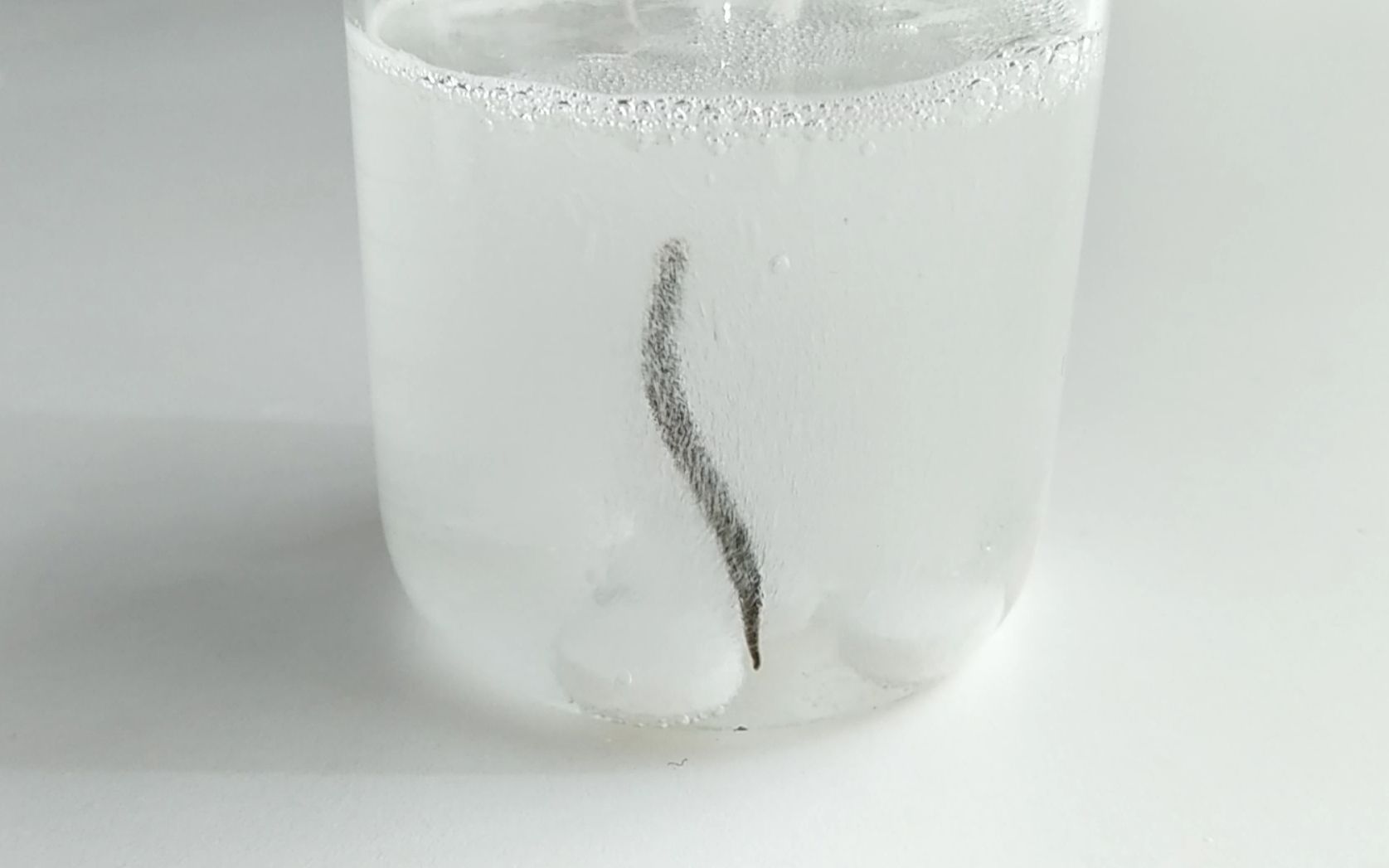 水蛭挑战84消毒泡腾片,挑战失败,水蛭.