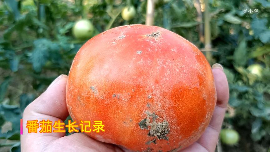 番茄生长记录,新鲜,大个,来,咬一口。