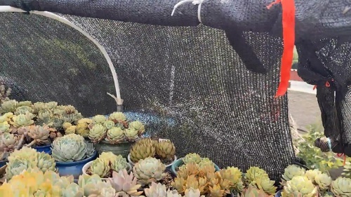 下雨后多肉有什么变化?跟大家拍一下!露养多肉的美好时光