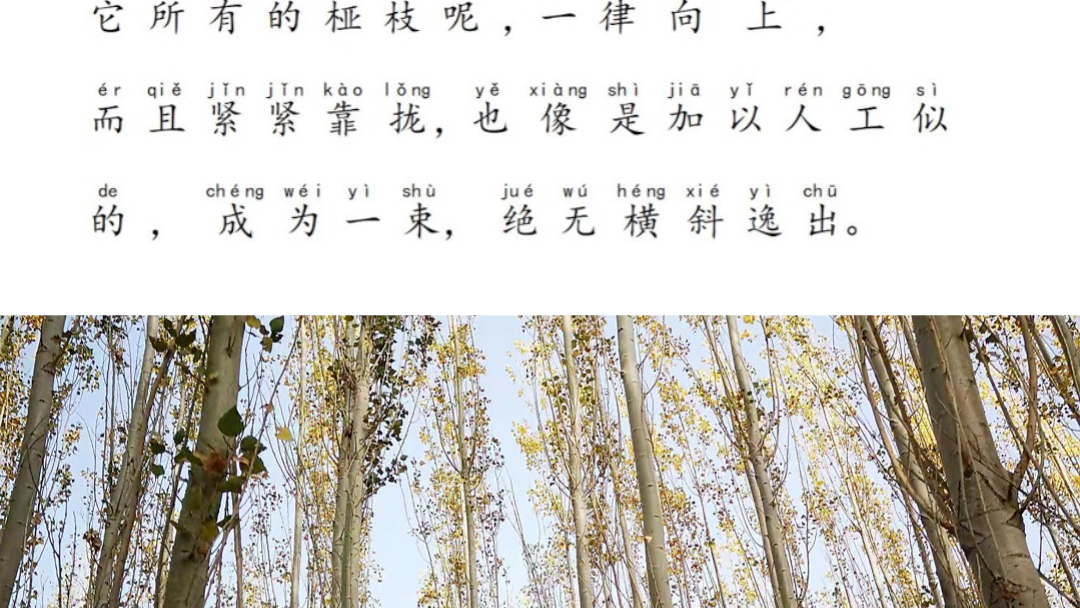 普通话训练《白杨礼赞》