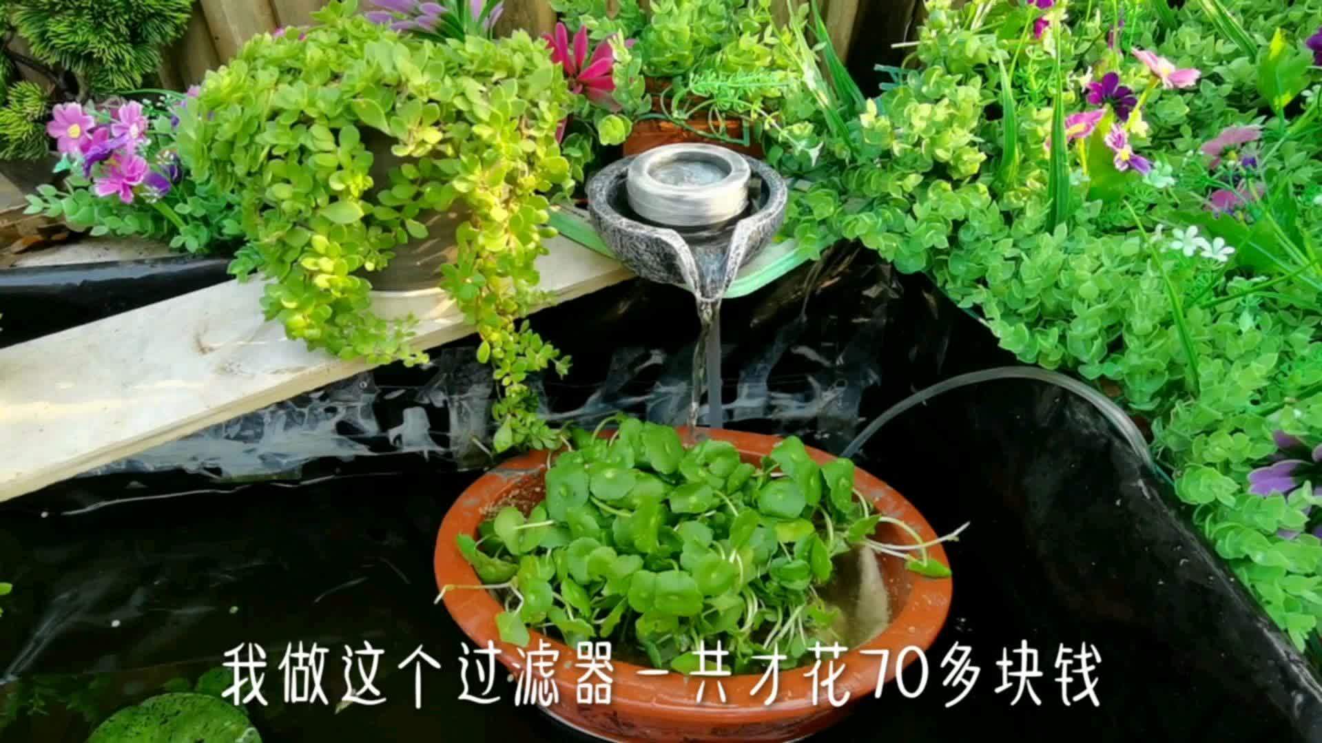 露台鱼池装了一个流水过滤器,瞬间生动多了,太简单了