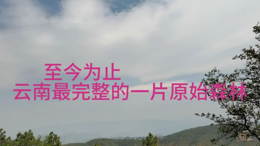 屹今为止云南最完整的一片原始森林,纯天然氧吧