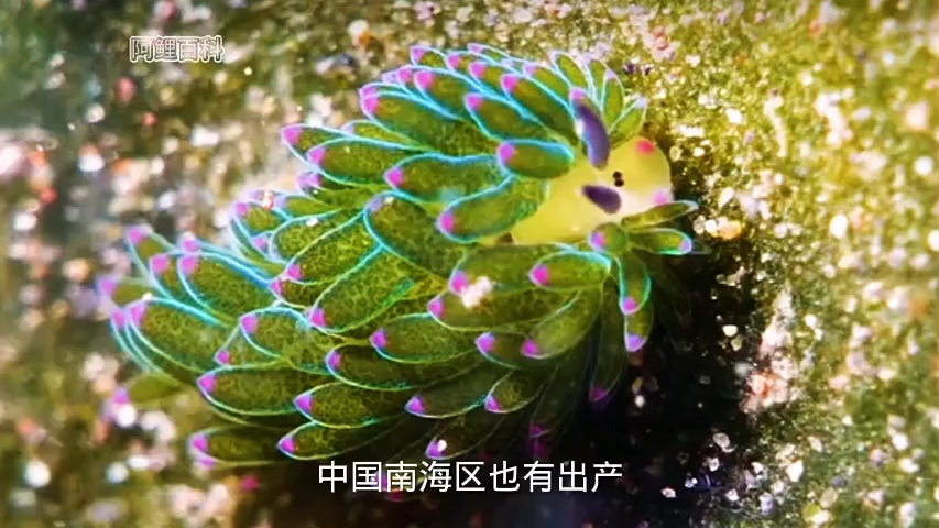 最美丽的生物海兔