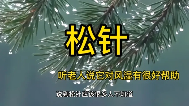 看视频了解松针这种植物,看了也许会对你帮助,觉得好给个评论