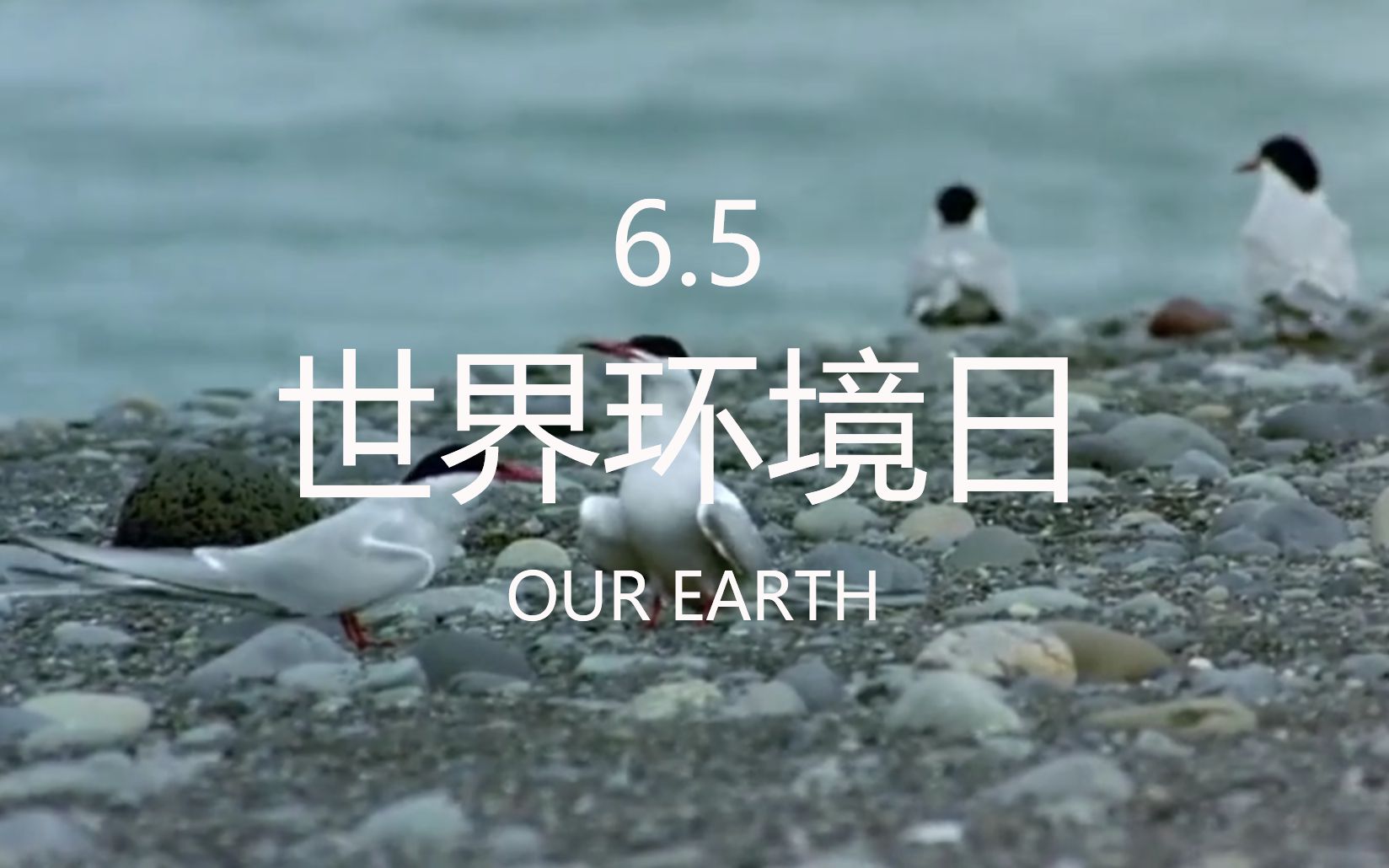 【世界环境日】世界环境日宣传视频