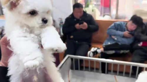 小型犬价格大揭秘!几千起步?最低这个数就能抱回家!