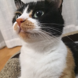 没想好名字的卡当 