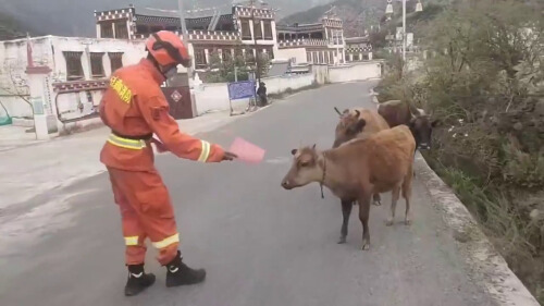 消防小哥向牛宣传森林防火,这波操作到位了!