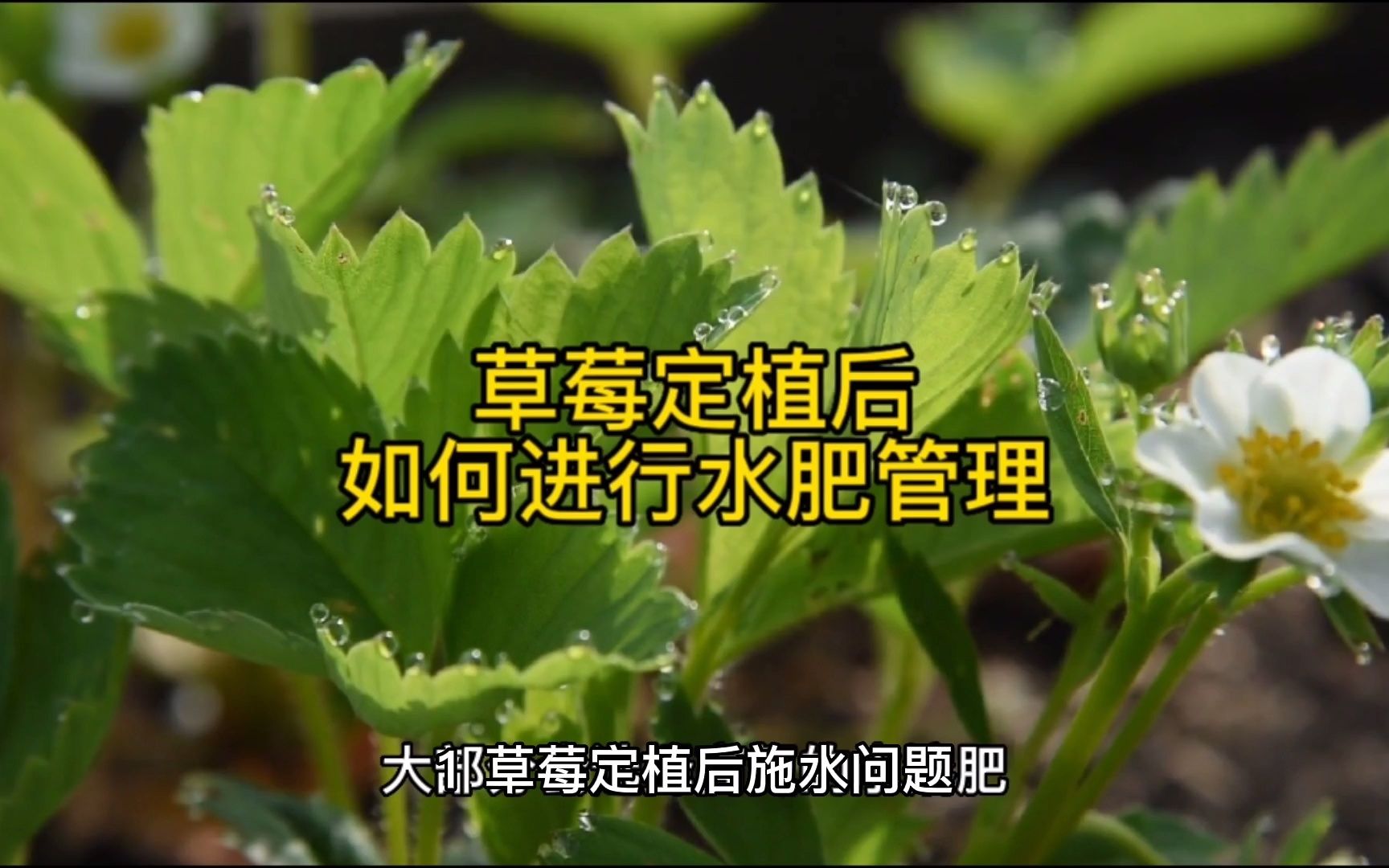草莓定植后怎么浇水施肥,草莓缓苗后水肥管理很关键,记住这3点