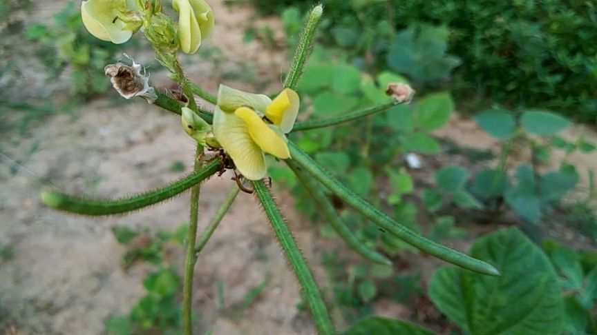 大自然课堂之绿豆生长至采收过程,告诉孩子绿豆是怎么样得来的