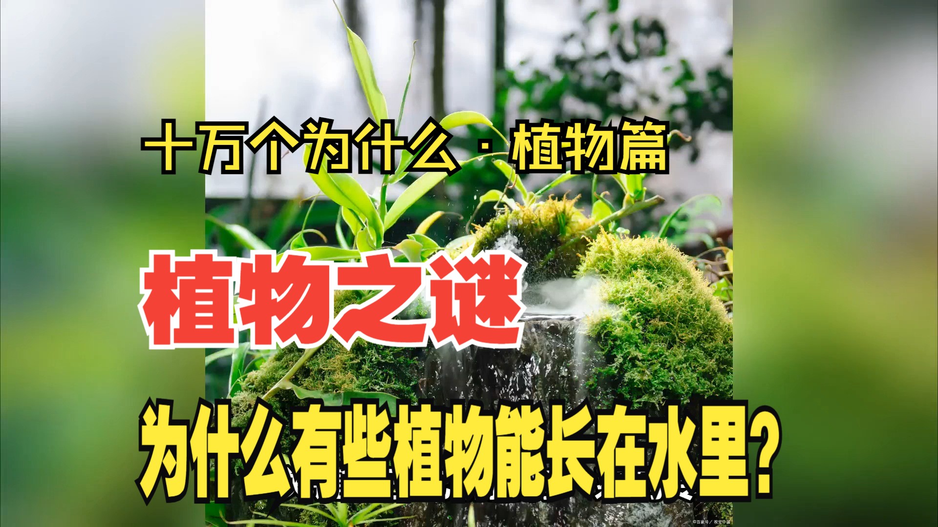 “为什么有些植物能长在水里?”——十万个为什么·植物篇