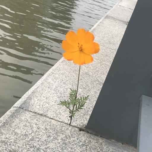 傲霜一秋 