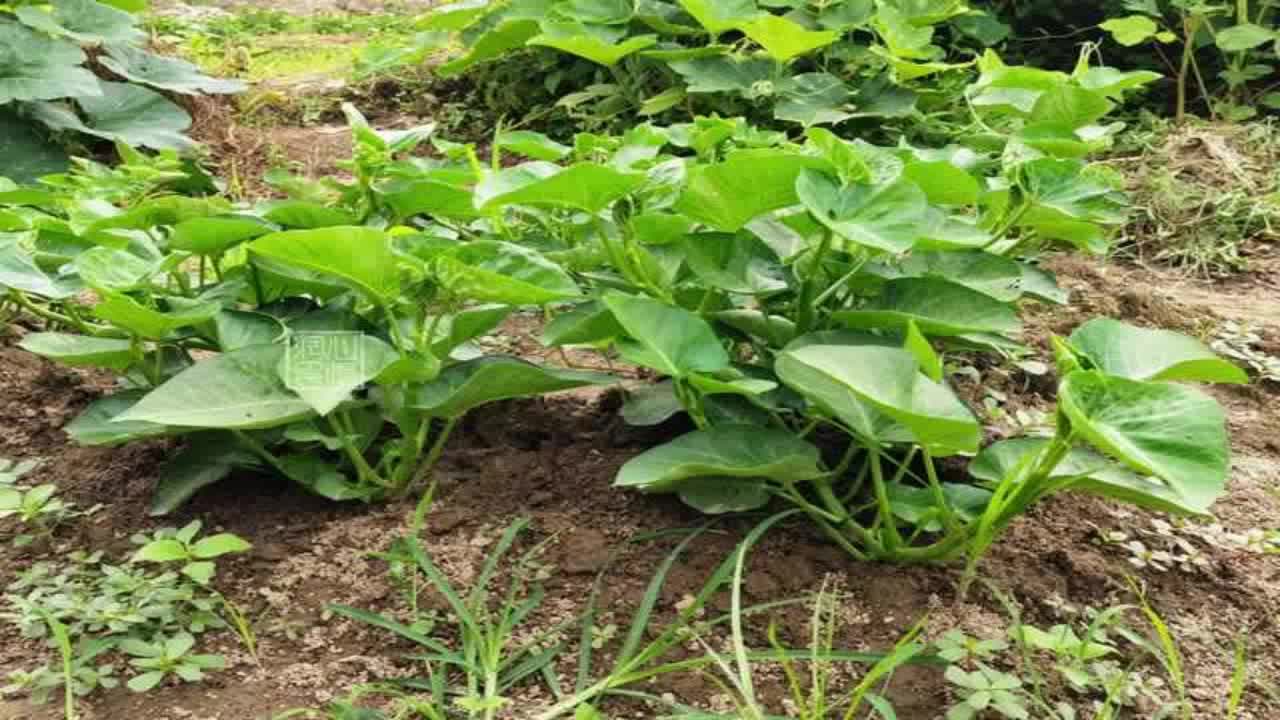 三农繁星:传统工艺与现代农业的碰撞