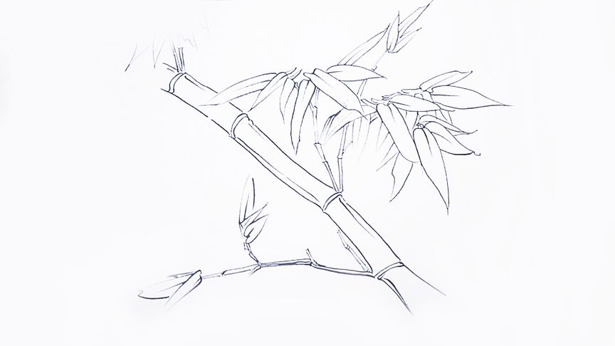 学习画工笔竹子,先从它们的白描形态开始