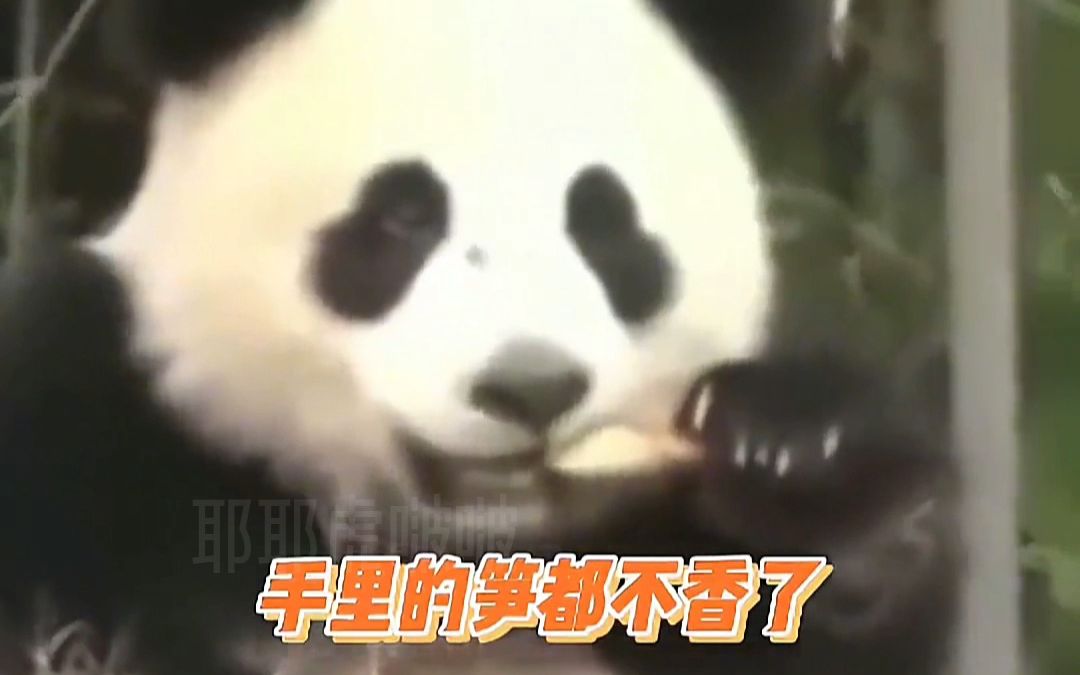 我竟然在熊猫身上看到不可思议的表情!