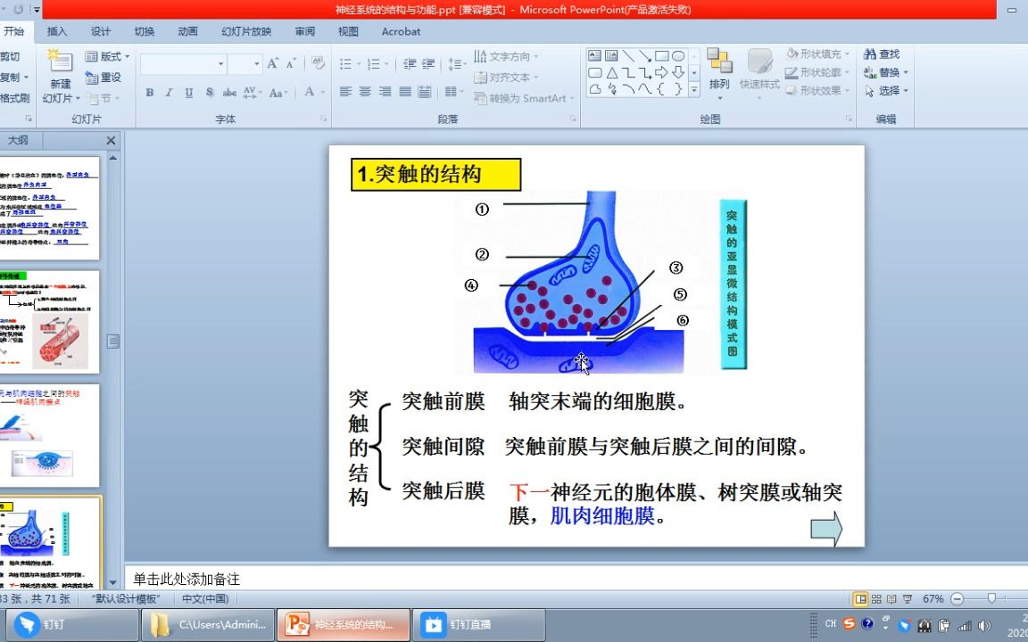 神经系统的结构与功能2