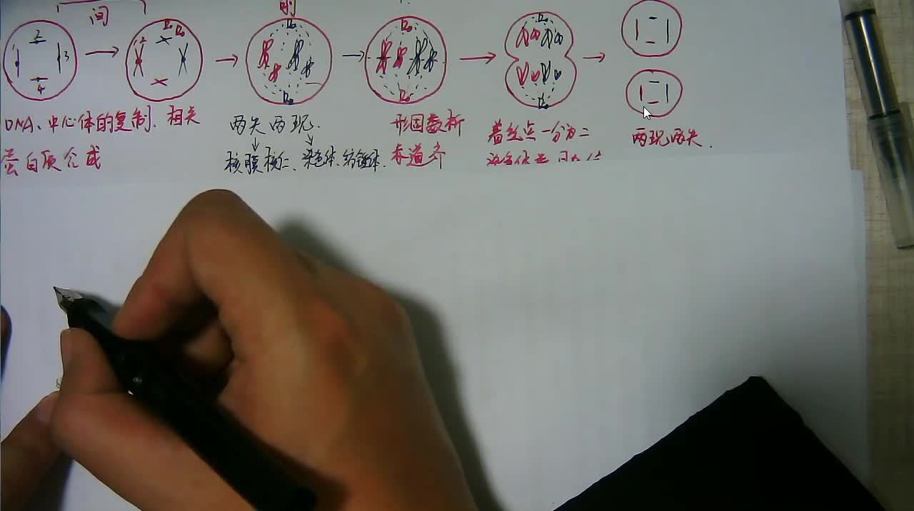 .b>减数分裂:卵细胞.