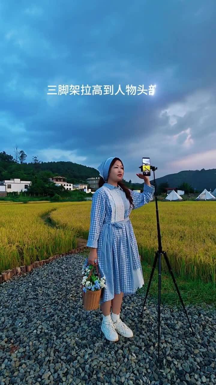 金色稻田的丰收画面太治愈了