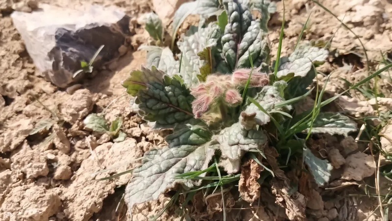 农村一种常见植物,其实是野生地黄,现在它的价值较为珍贵
