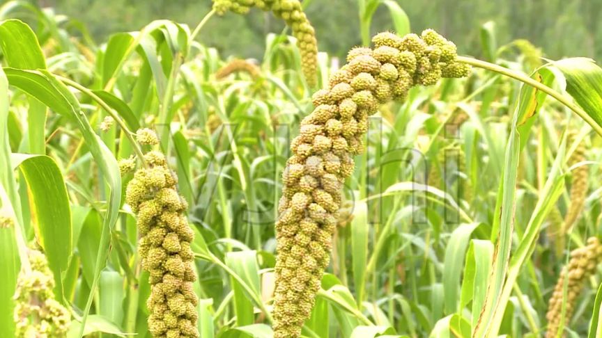 千年的稻谷能发芽结果,解密洛阳含嘉仓的建造过程