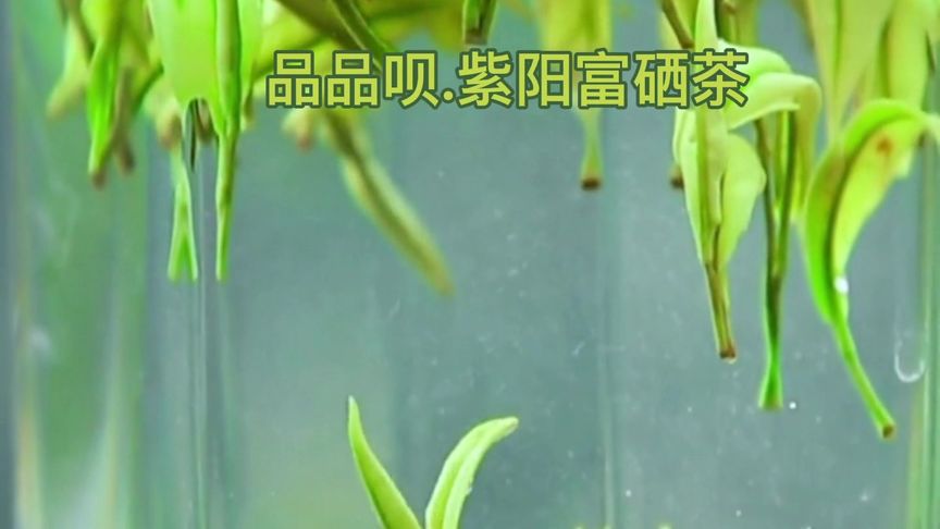 你知道什么是硒茶?紫阳富硒茶好茶请你品品呗