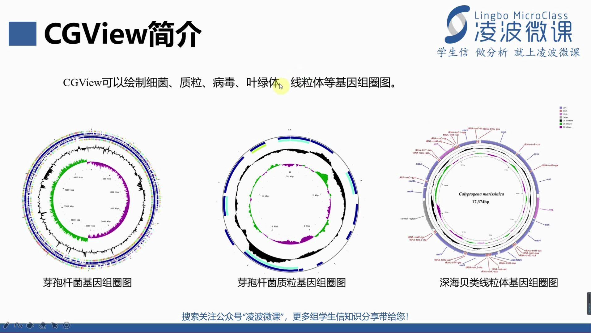 凌波微课-CGView在线绘制基因组圈图