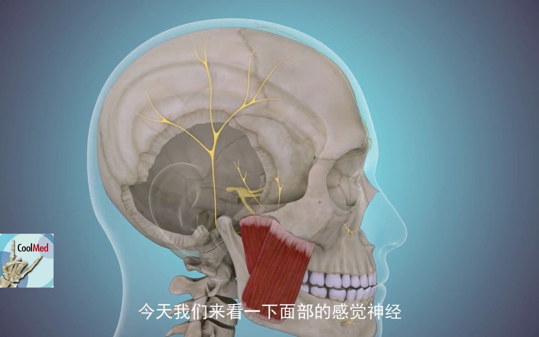 【人体解剖学】| 三叉神经(1)