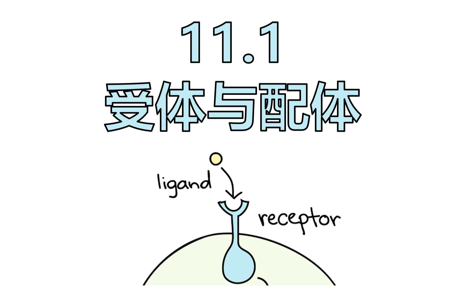 【细胞生物学】11.1 受体与配体