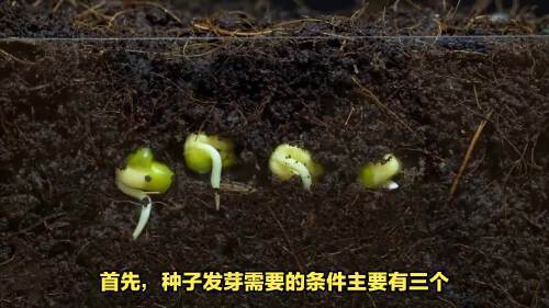 还在为植物不发芽而烦恼?教你如何正确种植,让植物快速发芽!