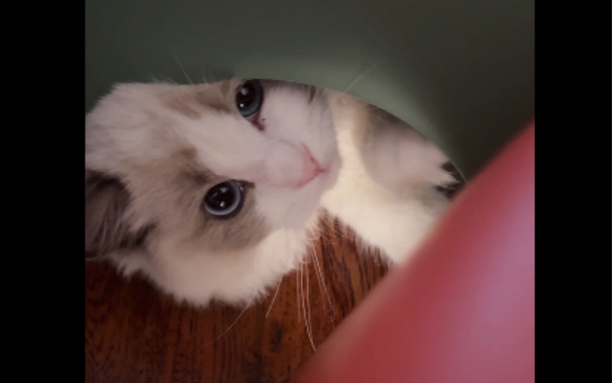 超好用的抓猫神器,不但颜色好看,还可以坐,实在是居家旅行,拍猫撸猫,...