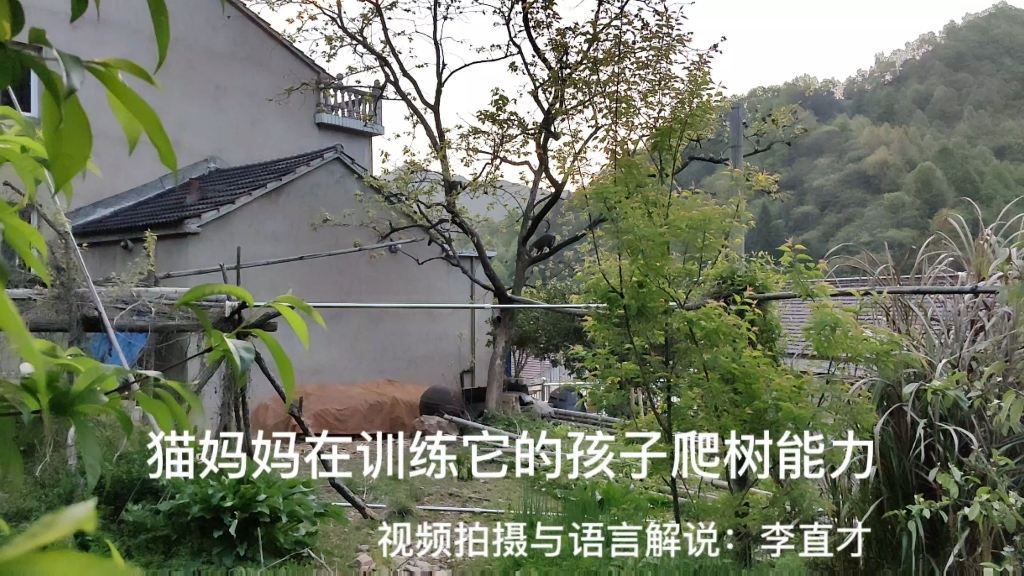 动物世界 猫妈妈训练小猫的爬树能力