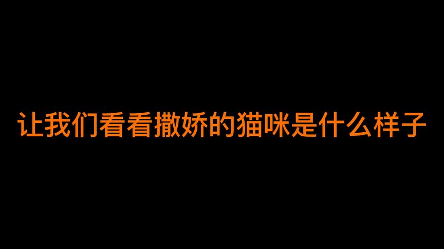 让我们看看撒娇的猫咪是什么样子