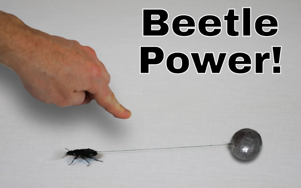 惊了~世界上最有力的昆虫甲壳虫能拉动多少重量?