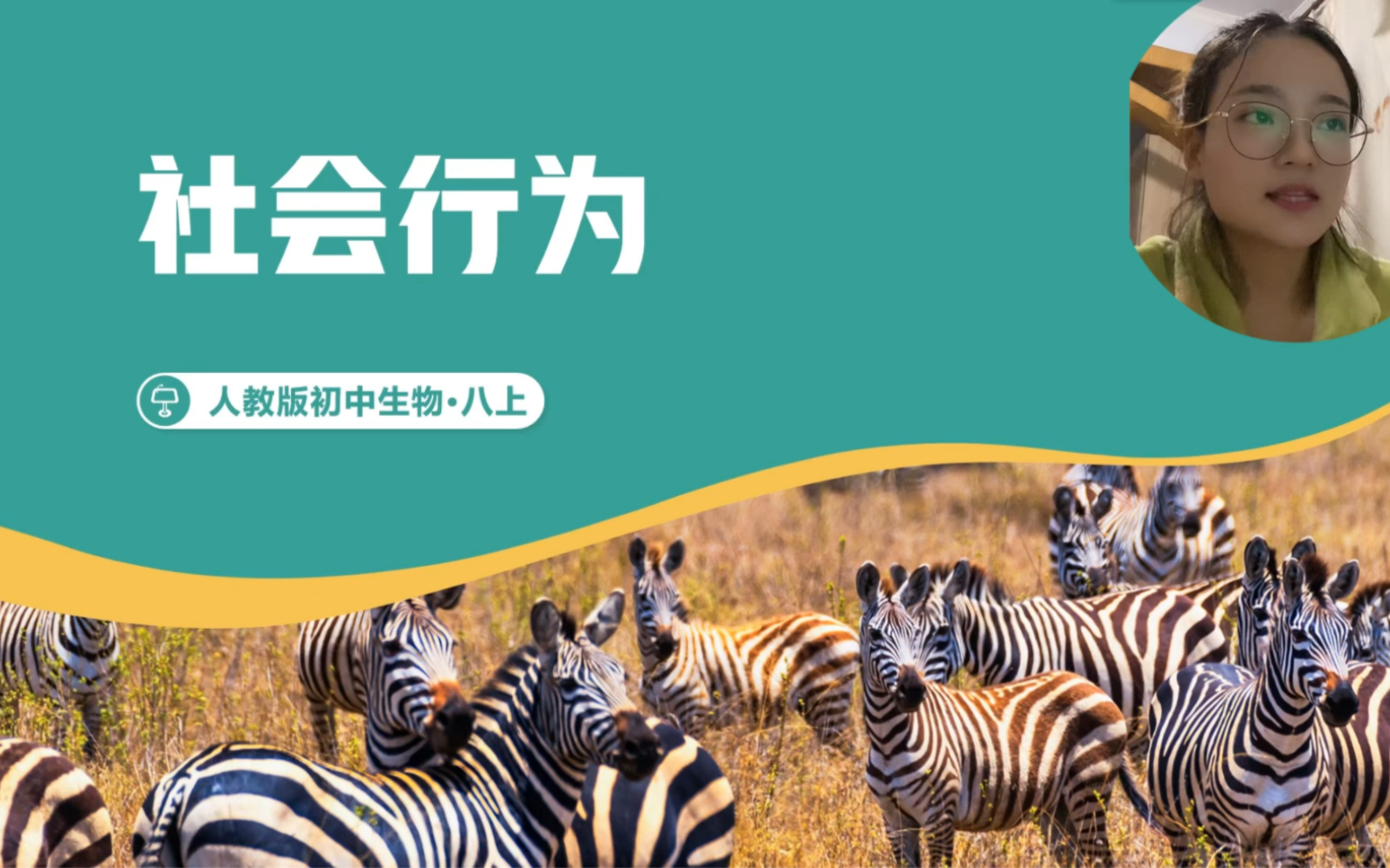 《社会行为》教学思路|人教初中生物|八上