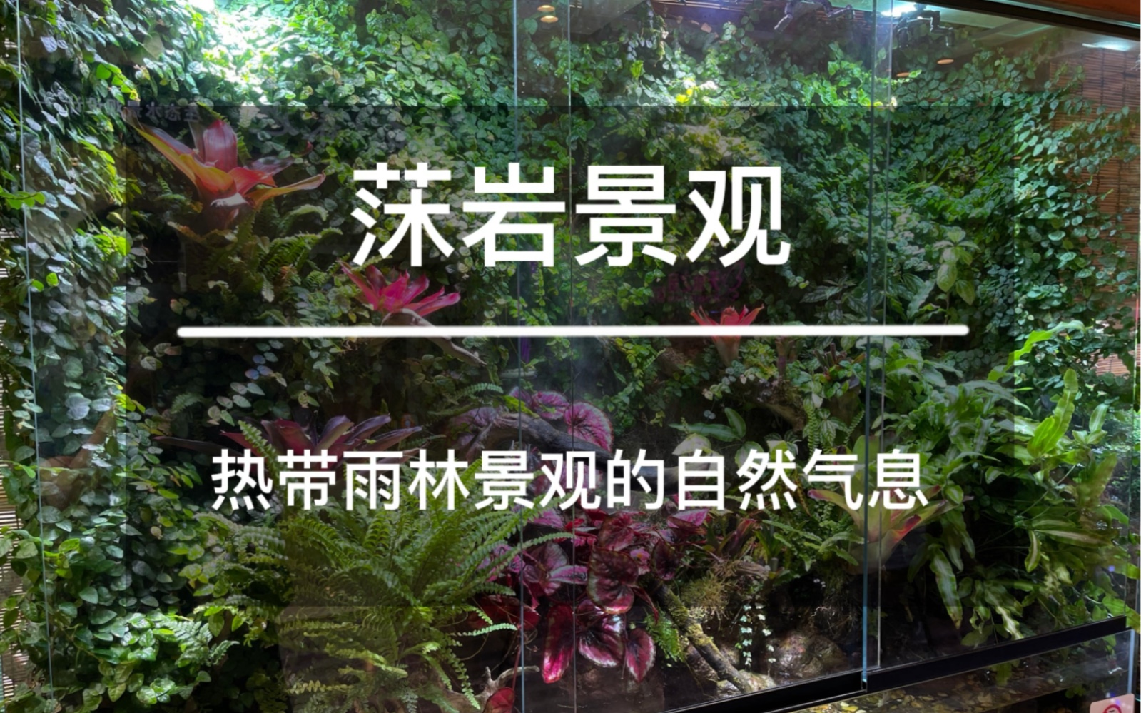 养了4年的热带雨林造景,状态爆棚