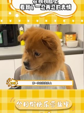 狗狗:你再这样试试呢#狗狗 #萌宠出道计划 #万万没想到