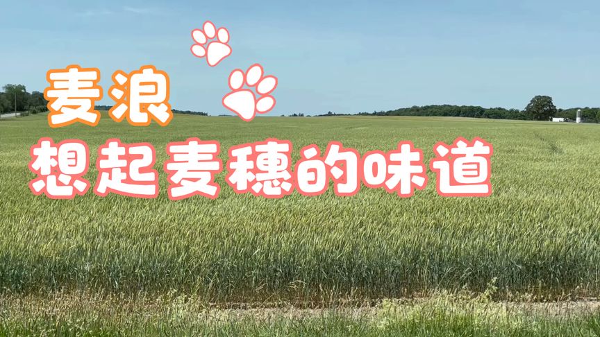 我看加拿大的麦子:生长期短成熟快秸秆短,风吹麦浪