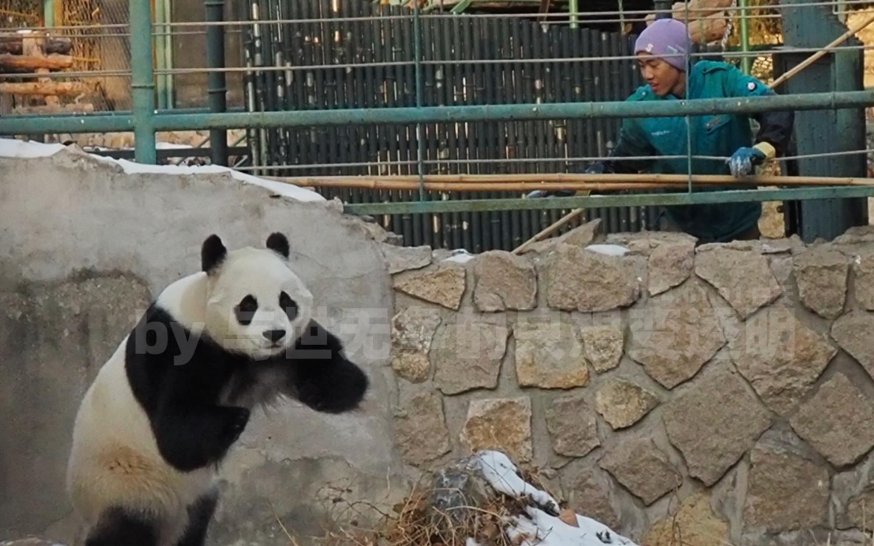 ...熊猫的动静真的很大!绝对不是安静的大猫!都是咚咚咚呼哧呼哧的大熊!