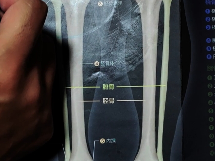 膝关节骨性标志触诊定位