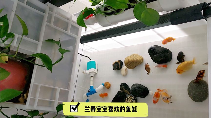 兰寿金鱼宝宝超喜欢干净明亮的周转箱鱼缸,周转箱过滤也太给力了