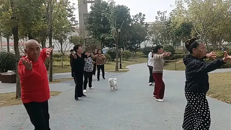 淘宝双十一带货狂欢奖励活动快参与。郑州夕阳红练太极拳48式