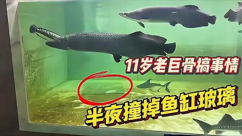 鱼缸玻璃被拍坏,原以为11岁老巨骨听天由命,没想到炸裂反转