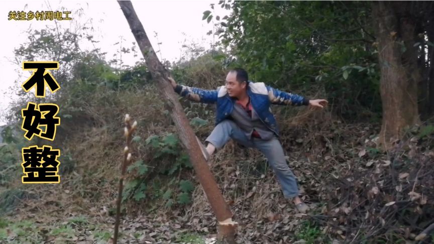 香樟树每年都要长很多叶片影响玉米和李子树生长,周电工把他砍了