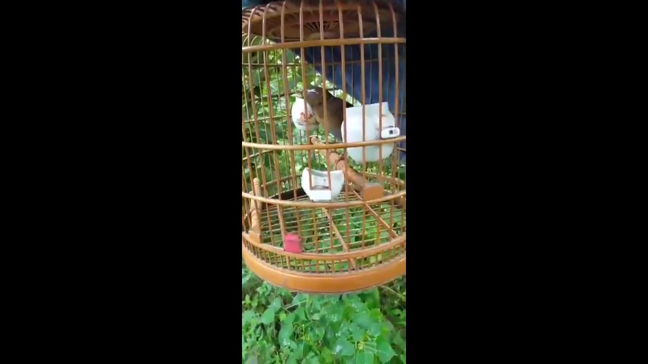 用“口技”捕猎画眉?这3名“爱鸟人士”被诸暨警方抓获