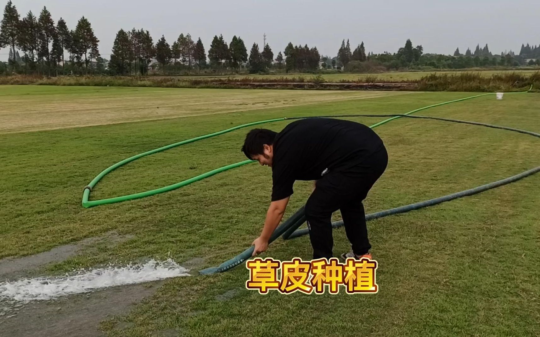 大面积种植草皮,工序不太复杂,通过大货车运往各地